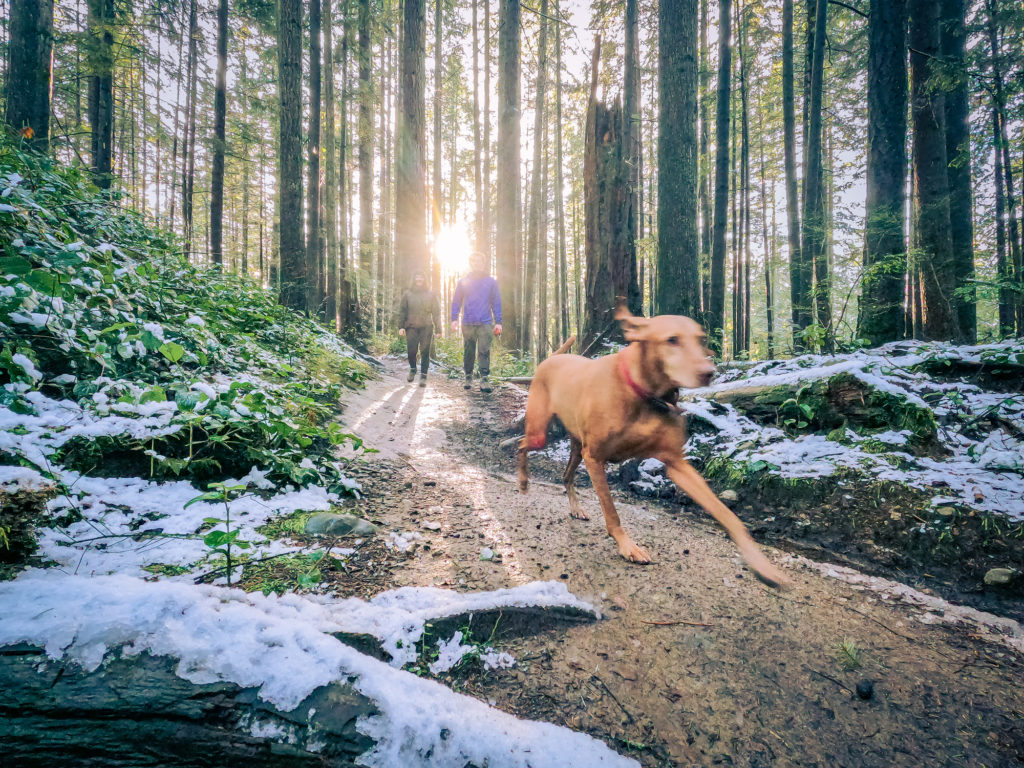 Dog Breeds for Hiking | Best Dog Breeds For Hiking