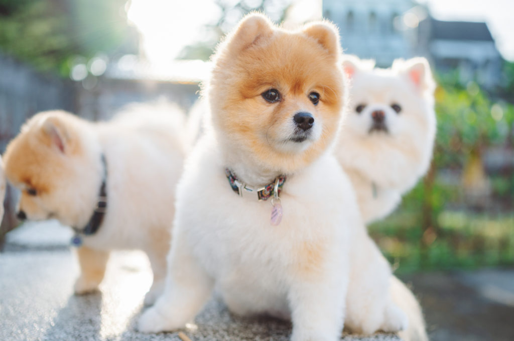 Spectacular Spitz Breeds